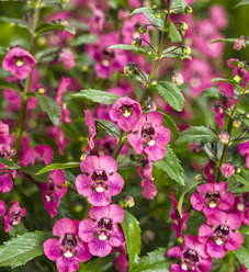 Angelface Wedgwood Blue Angelonia