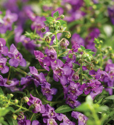 Angelonia | Proven Winners