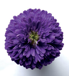 Aster | Proven Winners