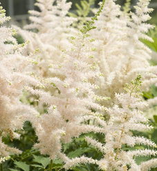 Astilbe | Proven Winners