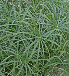 Cyperus | Proven Winners