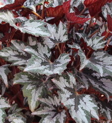 Bewitched™ Wintergreen - Rex Begonia - Begonia rex | Proven Winners