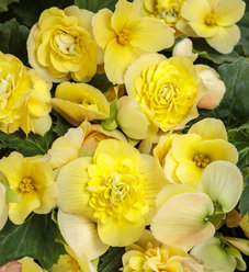Double Delight® Blush Rose - Begonia tuberhybrida | Proven Winners