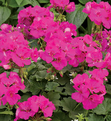 Boldly® Dark Red - Geranium - Pelargonium interspecific | Proven Winners
