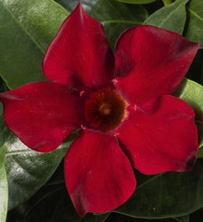 Bombshell® Coral Pink - Mandevilla hybrid | Proven Winners