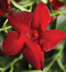 Bombshell® Coral Pink - Mandevilla hybrid | Proven Winners