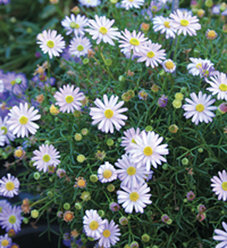 Brachyscome | Proven Winners