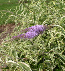 Buddleia | Proven Winners