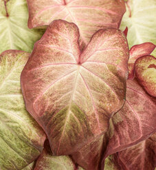 Heart to Heart® Caladium Series