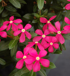 Soiree Kawaii® White Peppermint - Vinca - Catharanthus hybrid | Proven ...