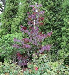 cercis-midnight-express-1.jpg | Proven Winners