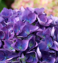 Cityline® Mars - Bigleaf hydrangea - Hydrangea macrophylla | Proven Winners