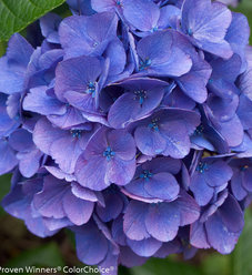 Cityline Paris - Bigleaf Hydrangea