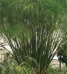 Graceful Grasses® 'Sky Rocket' - Fountain Grass - Pennisetum setaceum ...