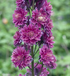 Highlander 'Sweet Sensation' - larkspur - Delphinium elatum | Proven Winners