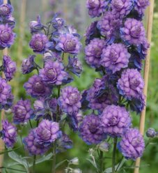 Highlander Moon Light - larkspur - Delphinium elatum | Proven Winners
