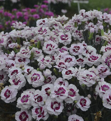 Dianthus Flowers (Pinks) | Proven Winners