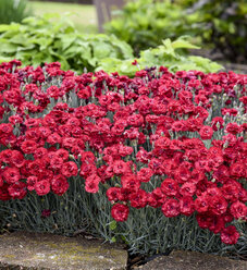 Dianthus Flowers (Pinks) | Proven Winners