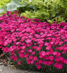 Dianthus Flowers (Pinks) | Proven Winners