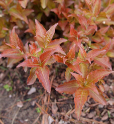 Kodiak® Red - Diervilla sp. | Proven Winners