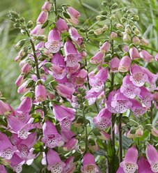 Digitalis | Proven Winners