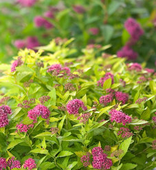 Double Play® Red - Spirea - Spiraea japonica | Proven Winners