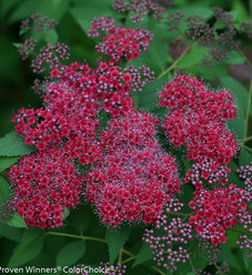 Double Play Candy Corn - Spirea