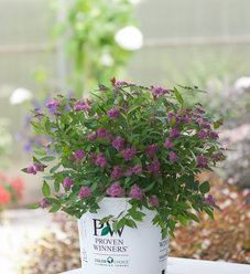 Double Play® Red - Spirea - Spiraea japonica | Proven Winners