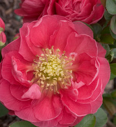 Double Take® Scarlet - Quince - Chaenomeles speciosa | Proven Winners