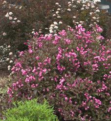 Weigela - Deer-Resistant Shrubs with Pink, Red or White Flowers ...