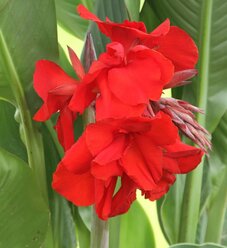Canna | Proven Winners