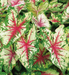 Heart to Heart® Caladium Series