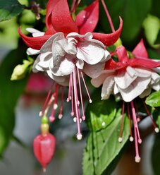 Fuchsia | Proven Winners