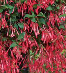 Fuchsia | Proven Winners