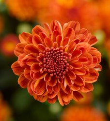 Gigi™ Dark Pink Garden Mum - Chrysanthemum grandiflorum | Proven Winners