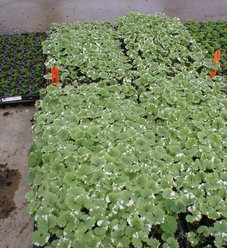 Glechoma | Proven Winners