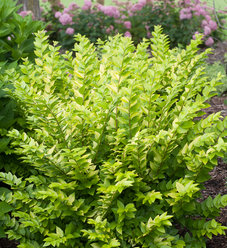 Ligustrum | Proven Winners