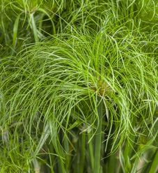 Graceful Grasses Baby Tut - Umbrella Grass