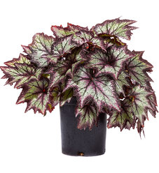 Bewitched™ Night Owl - Rex Begonia - Begonia rex | Proven Winners