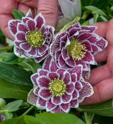 Wedding Party® Confetti Cake - Lenten Rose - Helleborus hybrid | Proven ...