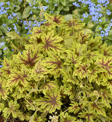 Fun and Games® 'Red Rover' - Foamy Bells - Heucherella hybrid | Proven ...