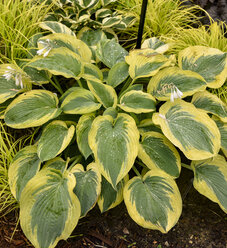 Shadowland® 'Wheee!' - Hosta hybrid | Proven Winners