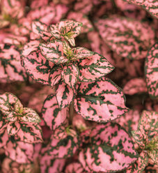 Hippo® Rose - Polka Dot Plant - Hypoestes phyllostachya | Proven Winners