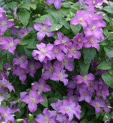 Clematis | Proven Winners