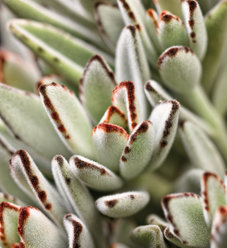 tomentosa | Proven Winners