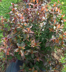 Kodiak® Black - Diervilla rivularis | Proven Winners