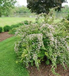 kolkwitzia_jolene_jolene_dsc09815.jpg | Proven Winners