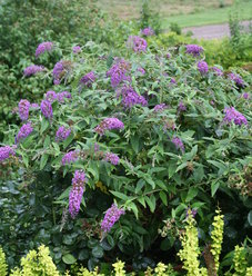 Lo & Behold® 'Pink Micro Chip' - Butterfly bush - Buddleia x | Proven ...