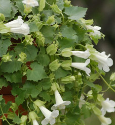 Lofos® Compact Rose - Lophospermum hybrid | Proven Winners