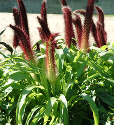 millet_jade_princess.jpg | Proven Winners